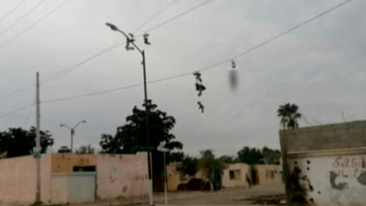 México: aparece un perro colgado de un cableado eléctrico en Sonora ...